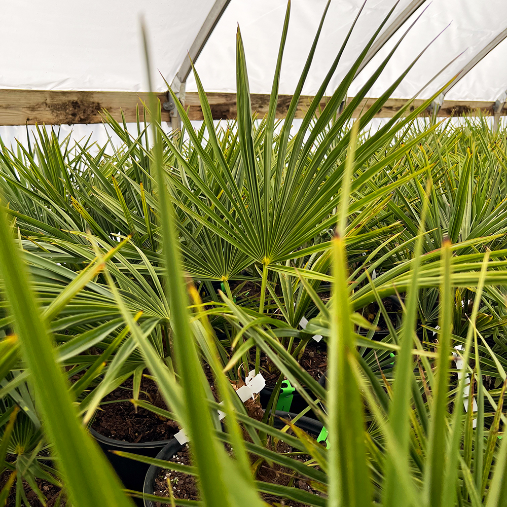 Windmill Palm Trees For Sale Online | The Tree Center