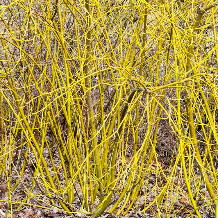 Yellow Twig Dogwood For Sale | The Tree Center