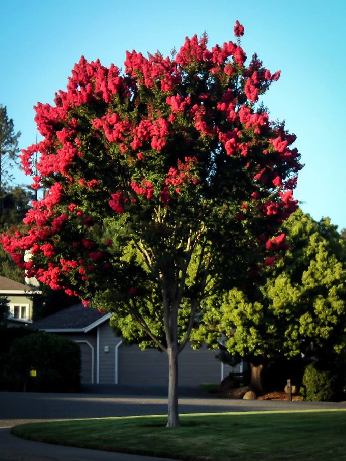 Buy Catawba Crape Myrtle Online | The Tree Center Buy Catawba Crape Myrtle Online | The Tree Center