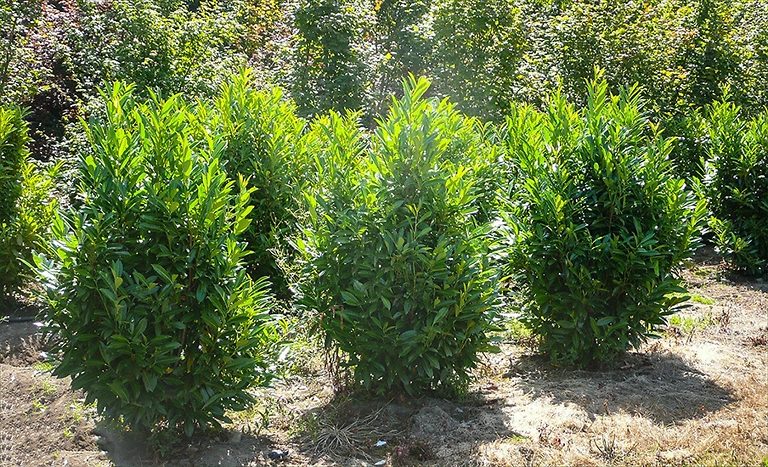 English Cherry Laurel For Sale Online | Buying Guide for English Cherry ...