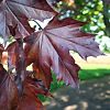 Crimson King Maple For Sale Online | The Tree Center