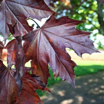 Crimson King Maple For Sale Online | The Tree Center