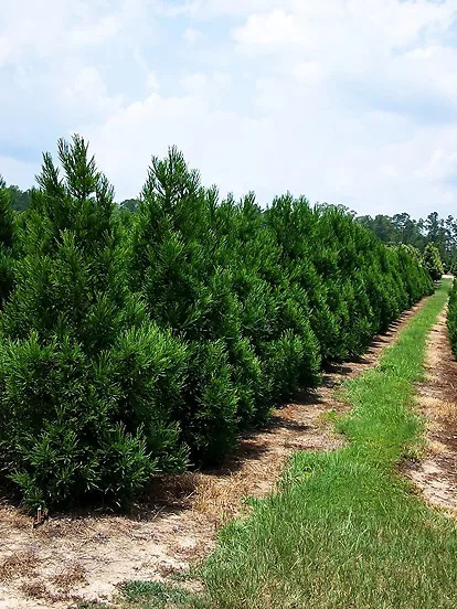 Skip Laurel Shrubs | Buy Skip Laurels Online | The Tree Center
