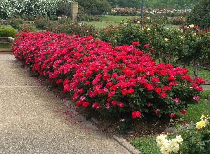 Red Double Knockout Rose For Sale Online The Tree Center