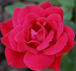 Red Double Knockout Rose For Sale Online | The Tree Center