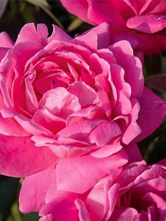 Red Double Knockout Rose For Sale Online | The Tree Center