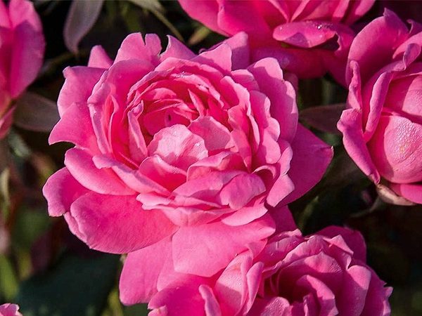 Double Pink Knockout Rose For Sale Online | The Tree Center