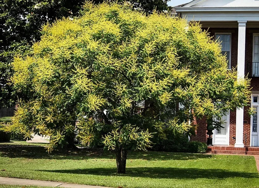 Golden Raintree For Sale Online | The Tree Center