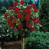 Knockout Rose Tree For Sale Online | The Tree Center