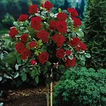 Knockout Rose Tree For Sale Online | The Tree Center