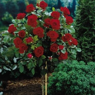 Knockout Rose Tree For Sale Online | The Tree Center