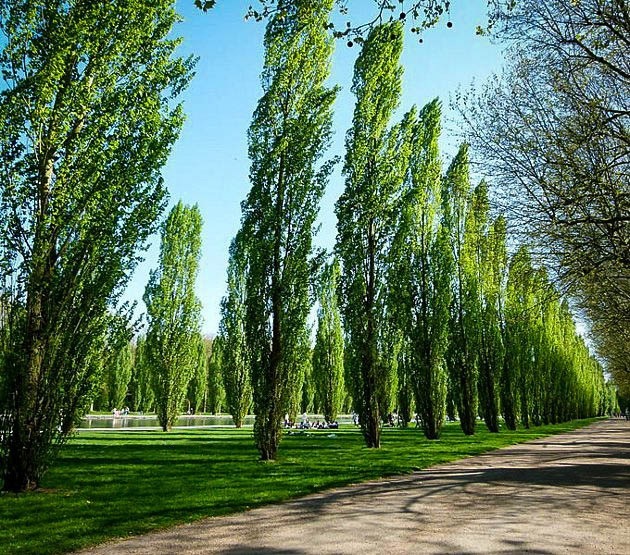 Lombardy Poplar For Sale Online The Tree Center Lombardy Poplar For Sale Online The Tree Center