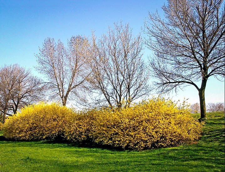 Forsythia Hedge