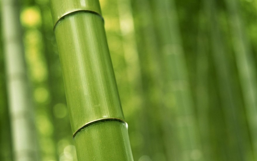 Multiplex Bamboo For Sale Online | The Tree Center