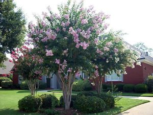 Buy Muskogee Crape Myrtle Online | The Tree Center