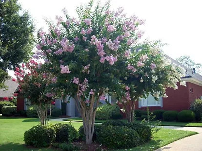 Buy Muskogee Crape Myrtle Online | The Tree Center