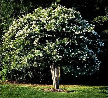Buy Natchez Crape Myrtle Online | The Tree Center