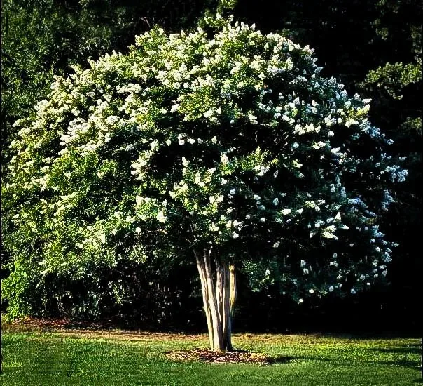 Buy Natchez Crape Myrtle Online | The Tree Center