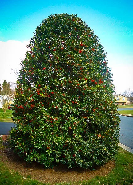 Arborvitae Privacy Trees – Pick the Right Tree | The Tree Center™