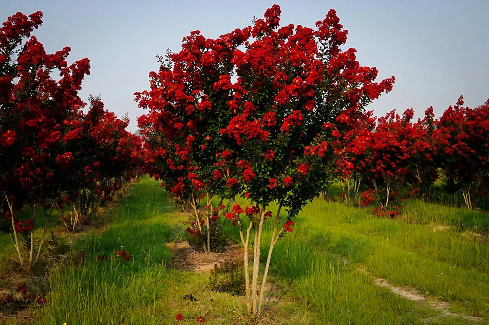 Buy Red Rocket Crape Myrtle Trees Online | The Tree Center