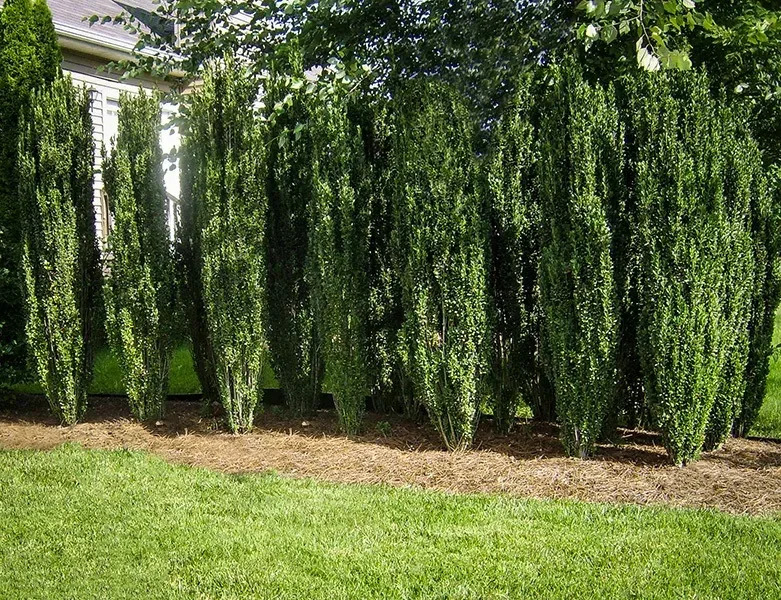 Sky Pencil Holly | Japanese Holly Sky Pencil | The Tree Center