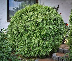 Sunset Glow Bamboo For Sale Online | The Tree Center