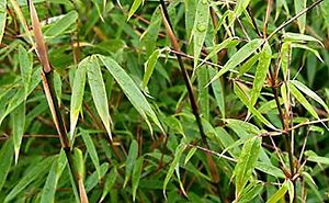 Sunset Glow Bamboo For Sale Online | The Tree Center
