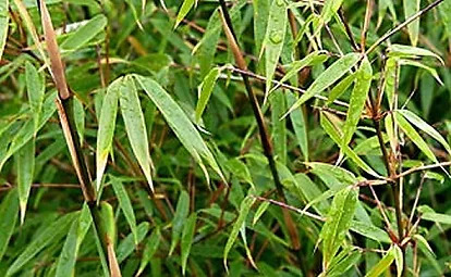 Sunset Glow Bamboo For Sale Online | The Tree Center