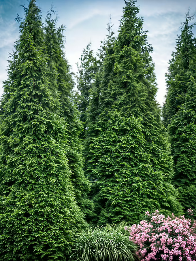Golden Globe Arborvitae For Sale Online | The Tree Center