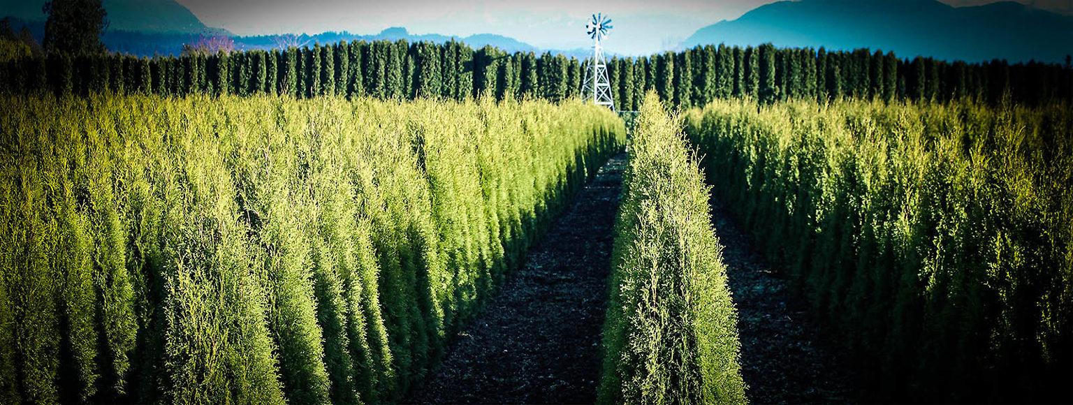 Complete Thuja Green Giant Guide | Planting & Care Tips for Thuja Trees