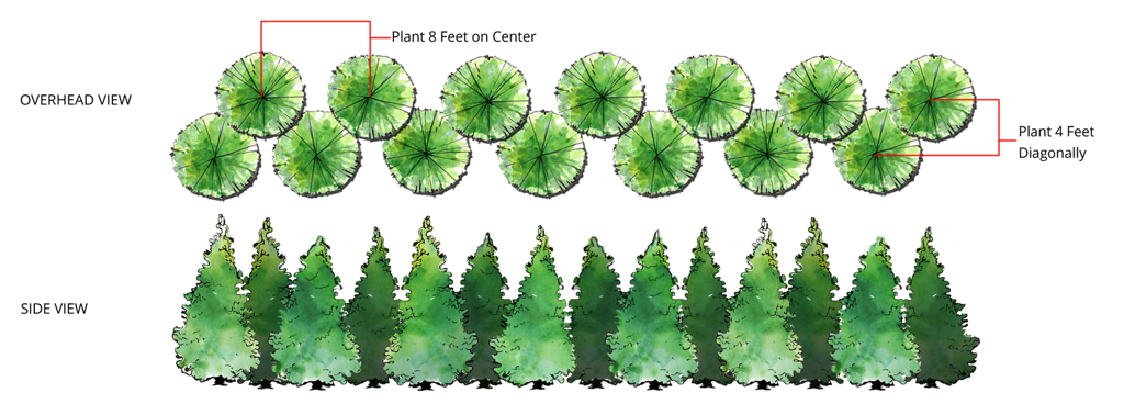 Buy Thuja Green Giant | Green Giant Arborvitae | The Tree Center