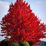 American Red Maple For Sale | The Tree Center