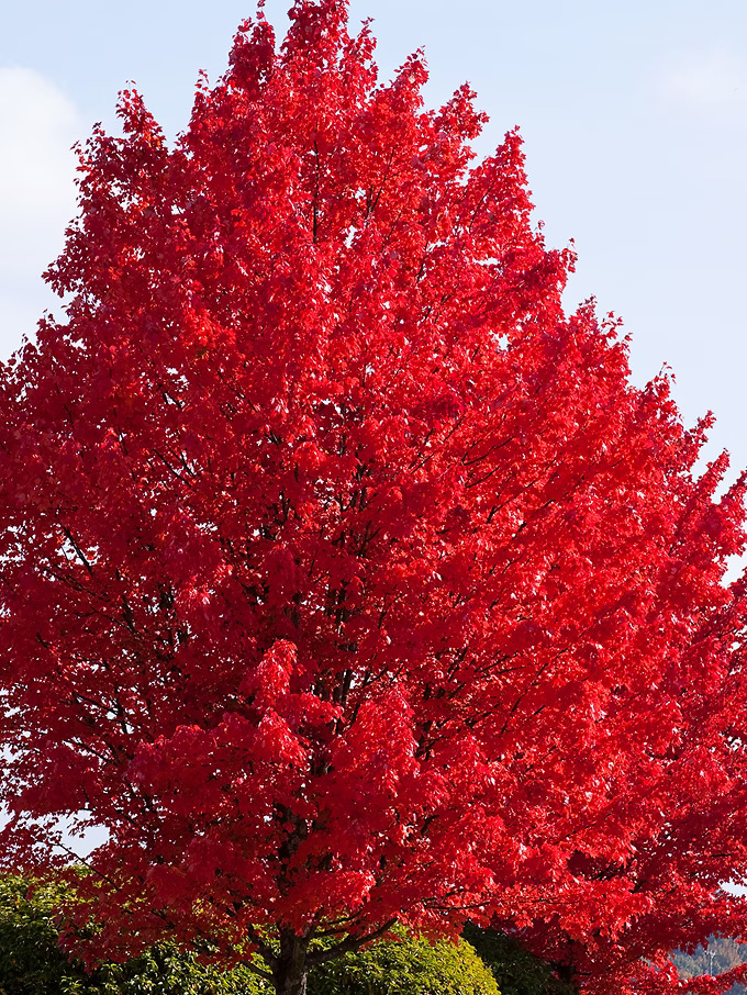 Sun Valley Red Maple Trees For Sale Online | The Tree Center