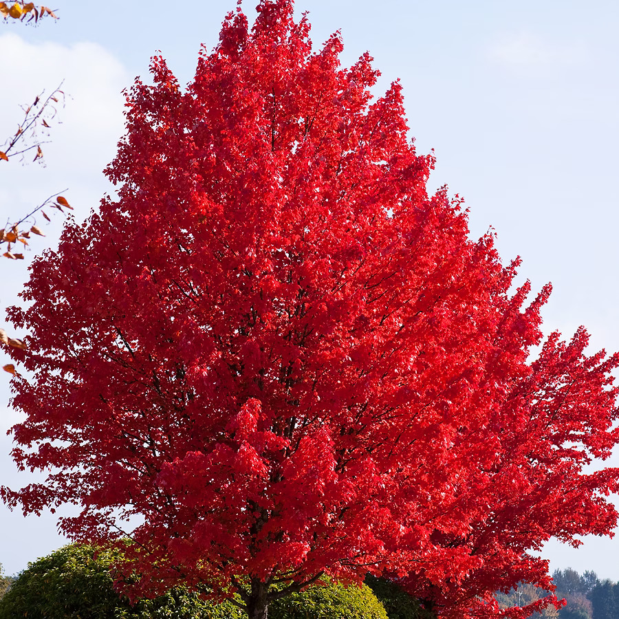 American Red Maple For Sale | The Tree Center