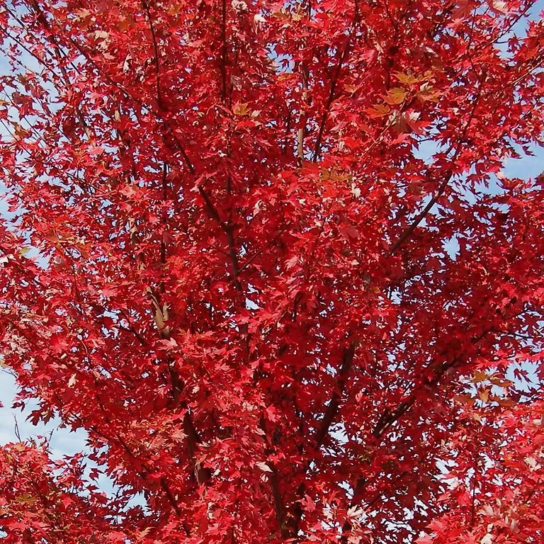 American Red Maple For Sale | The Tree Center
