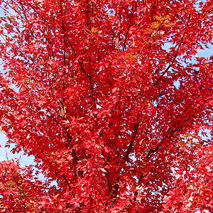 American Red Maple For Sale | The Tree Center