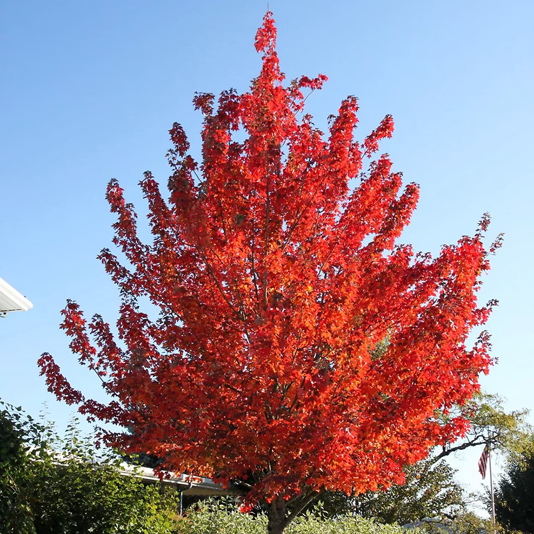 American Red Maple For Sale | The Tree Center