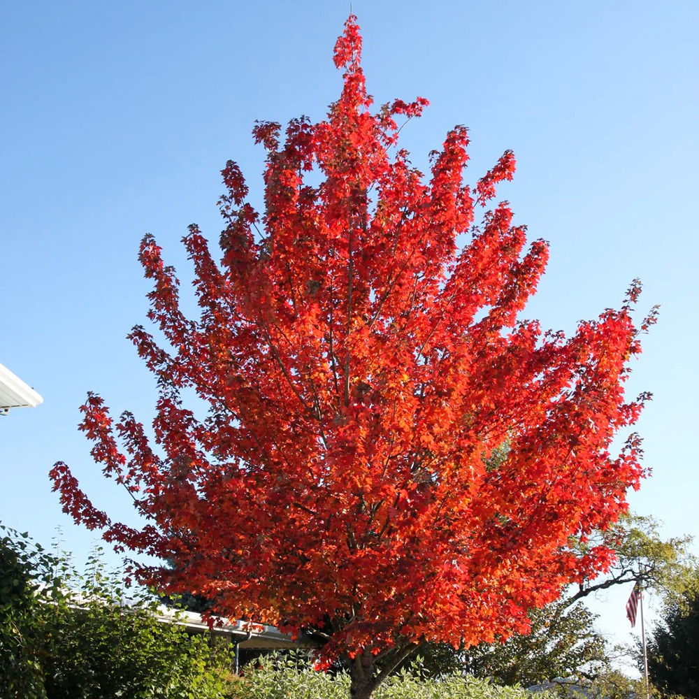 American Red Maple For Sale | The Tree Center