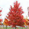 American Red Maple For Sale | The Tree Center