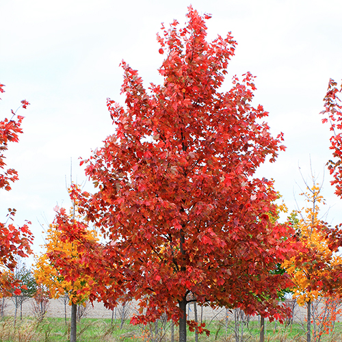 American Red Maple For Sale | The Tree Center