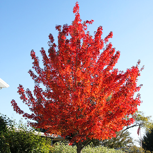 American Red Maple For Sale | The Tree Center