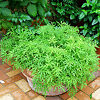 Citronella (Mosquito Plant) For Sale Online | The Tree Center