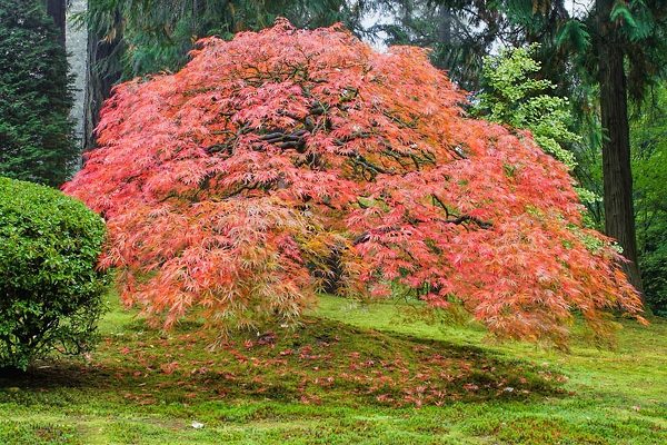 Complete Guide to Japanese Maple Trees | Learn About Japanese Maple Trees