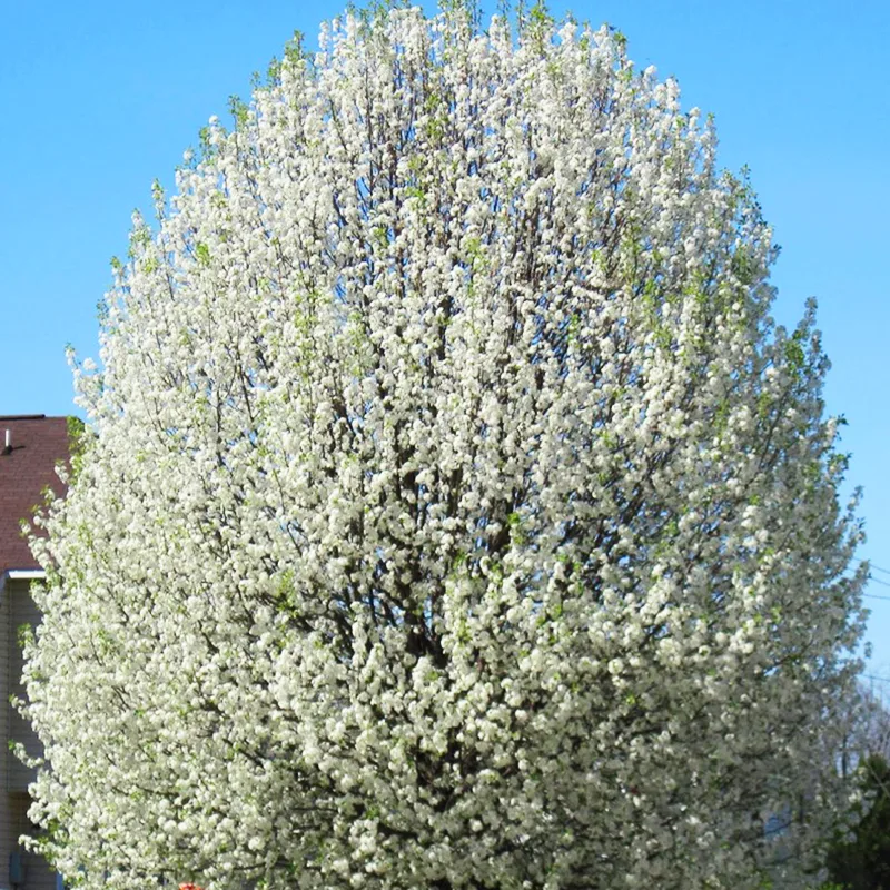 Cleveland Flowering Pear Tree For Sale Online | The Tree Center