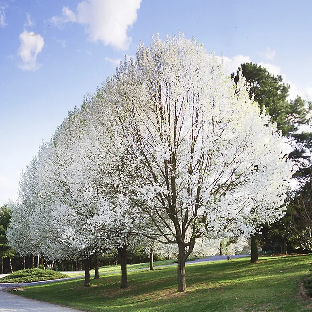 Cleveland Flowering Pear Tree For Sale Online | The Tree Center