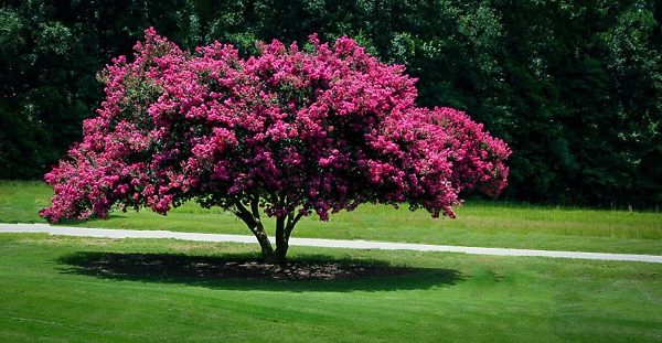 Complete Guide to Crape Myrtles | Origin, Care, History & More