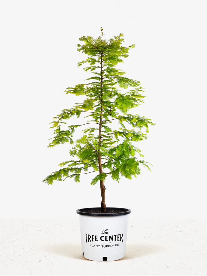 Buy Blue Arrow Juniper Trees Online | The Tree Center