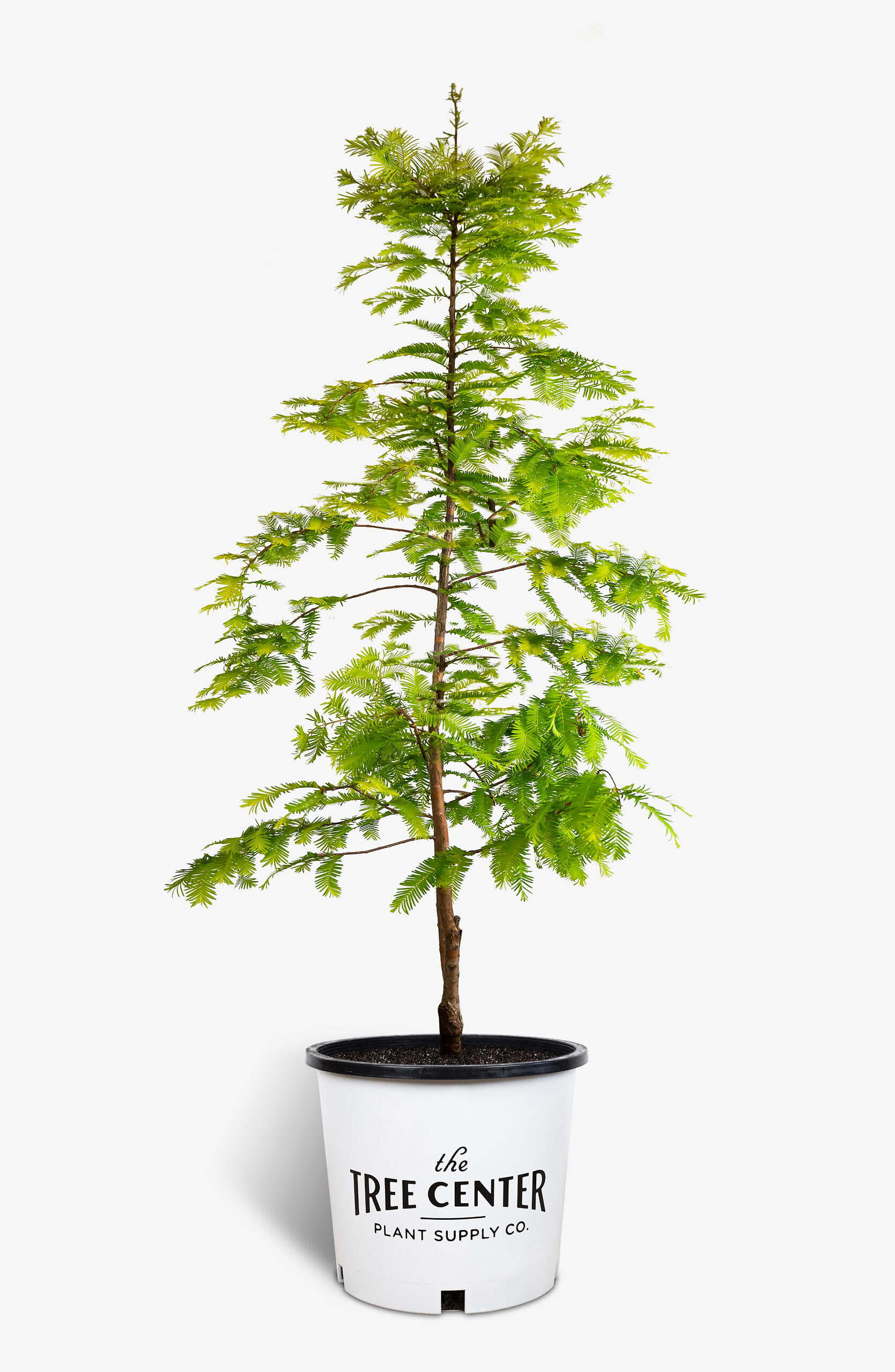 Dawn Redwood For Sale | The Tree Center