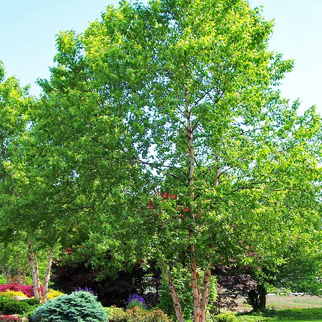 River Birch For Sale Online | The Tree Center