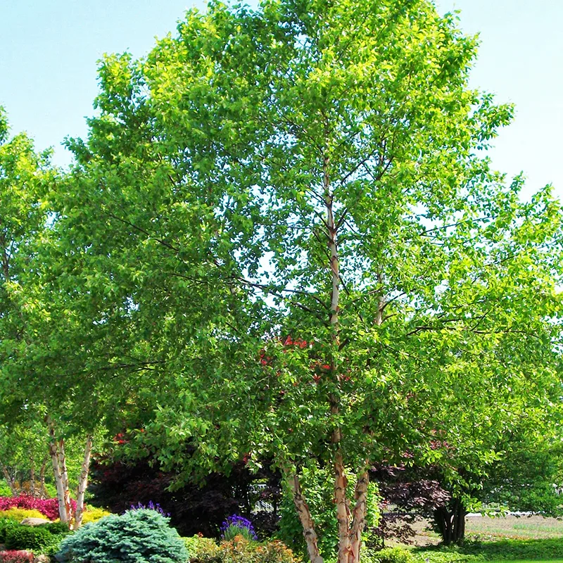 Illinois River Birch River Birch For Sale Online | The Tree Center